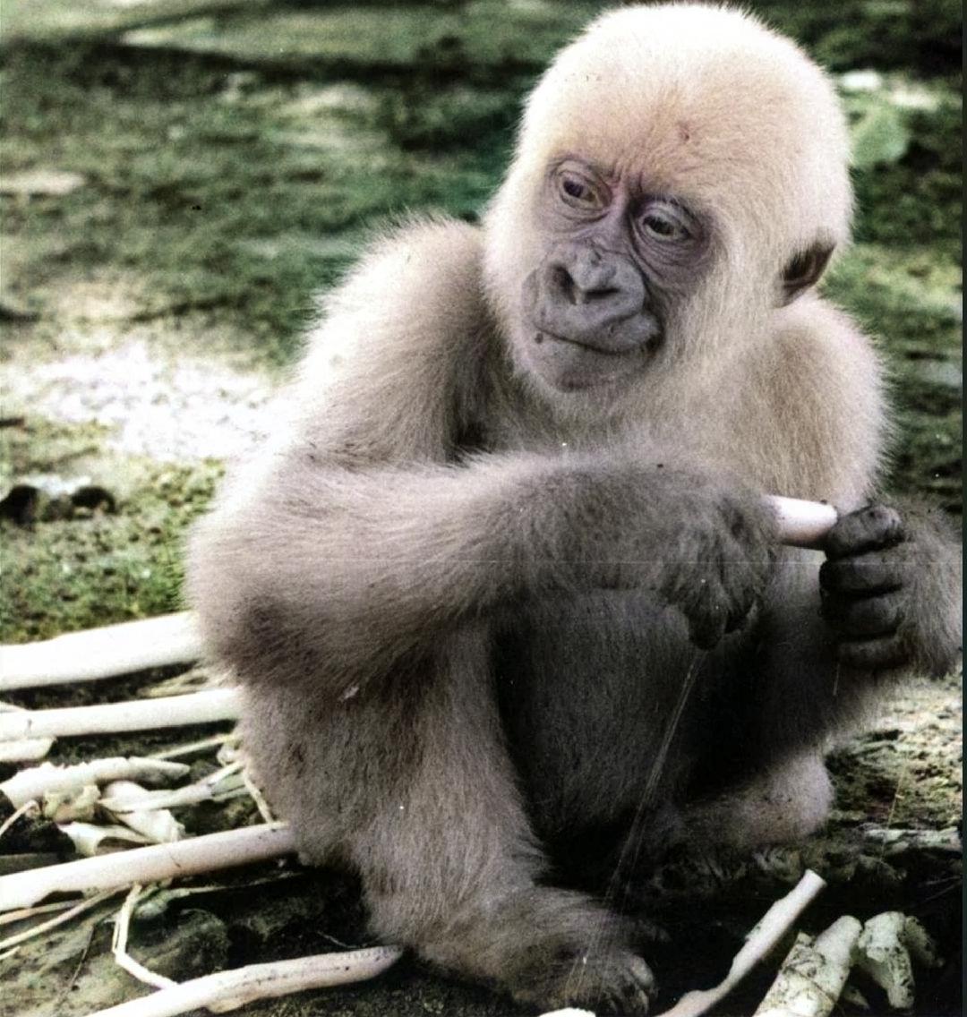 COPITO DE NIEVE, icono de Barcelona - BARCELONA MEMORY